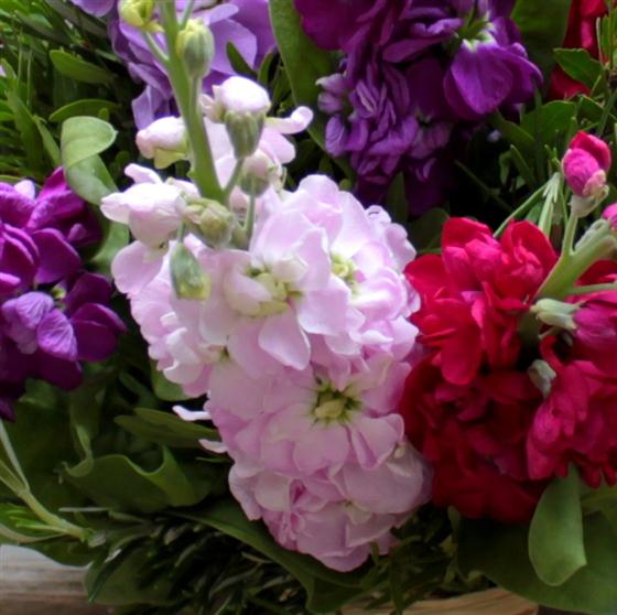 Scented Stocks Hand Tied Bouquet Bloom Florist Stubbington